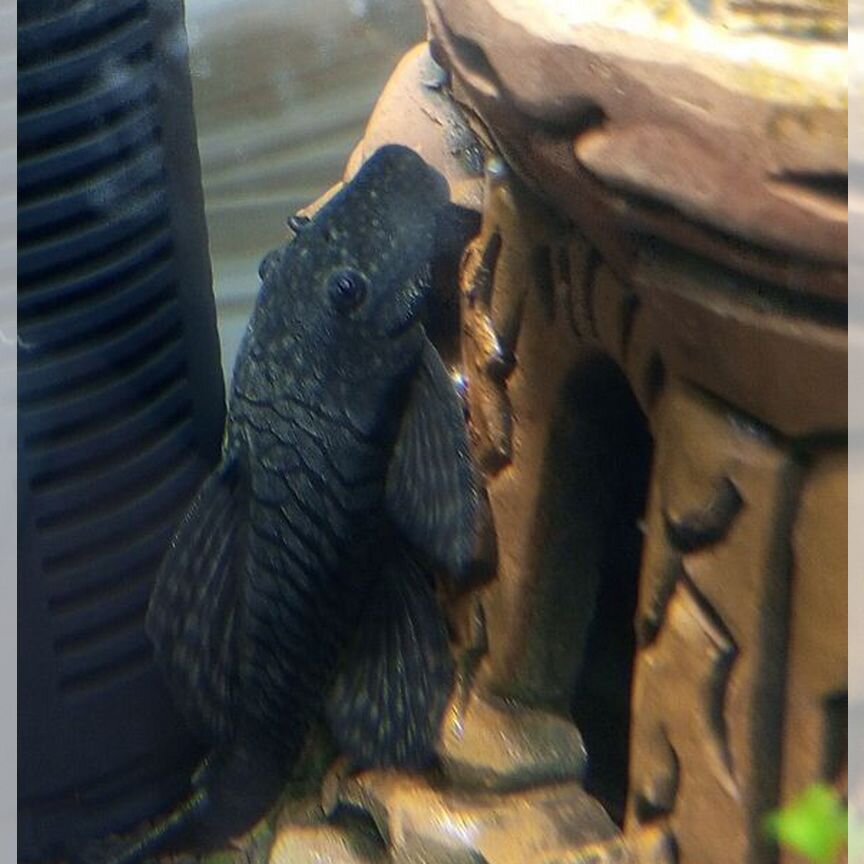 Сомик анциструс девочка