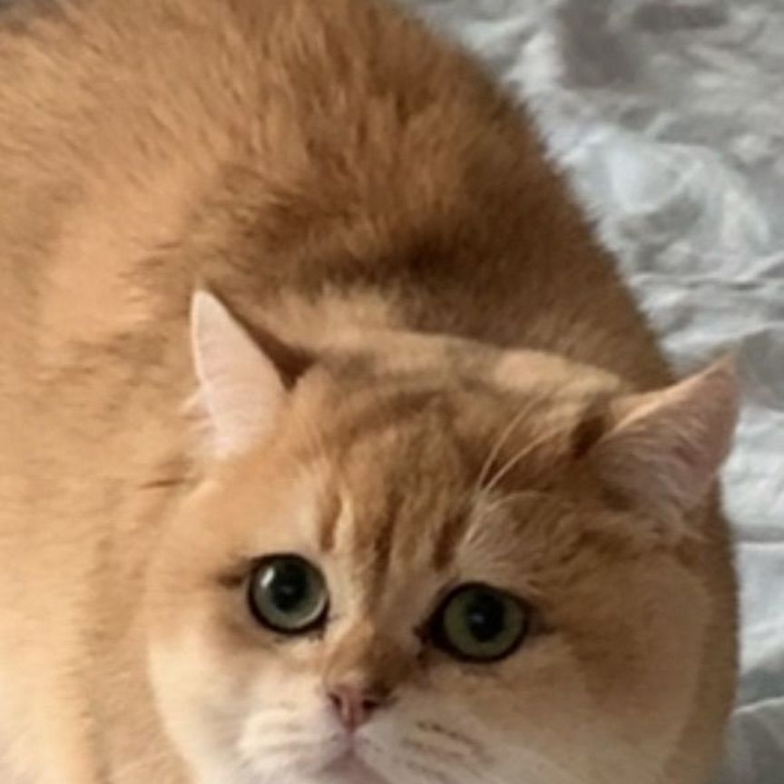 Отдам кота