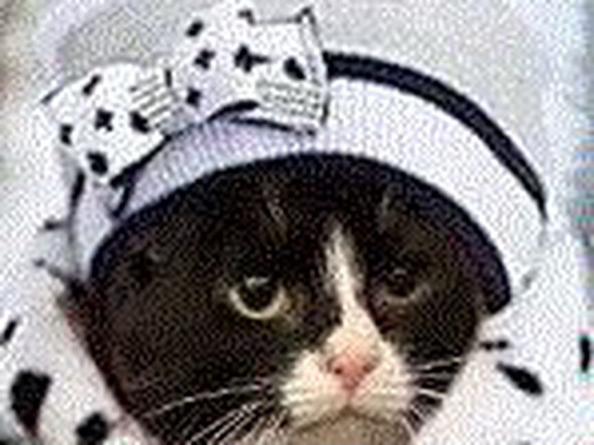 Серьезная ласковая красавица и умница ищет дом