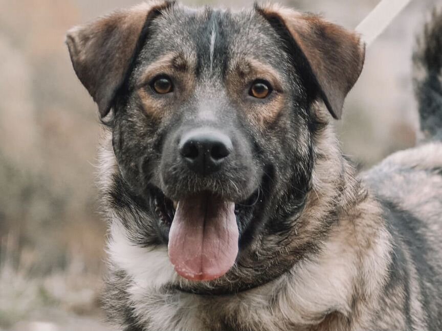 Собака энерджайзер