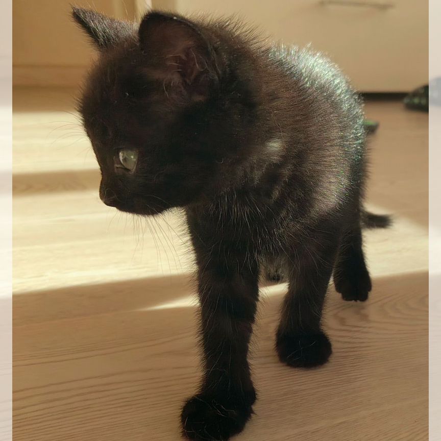Кошечка девочка 1,5 месяца в добрые руки