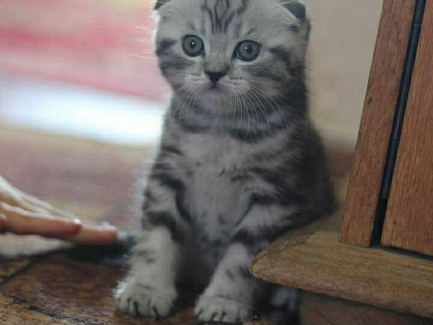 Вислоухий Озорник