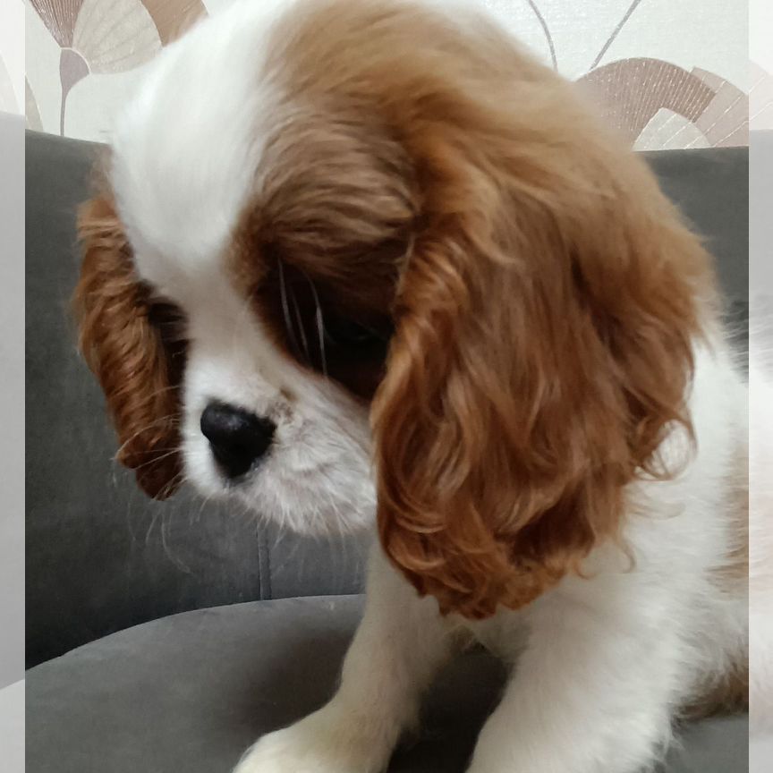 Кавалер кинг-чарльз-спаниель, щенок