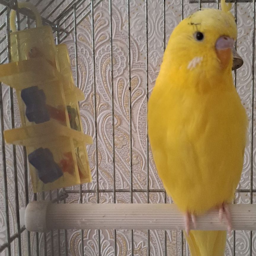 Волнистый попугай