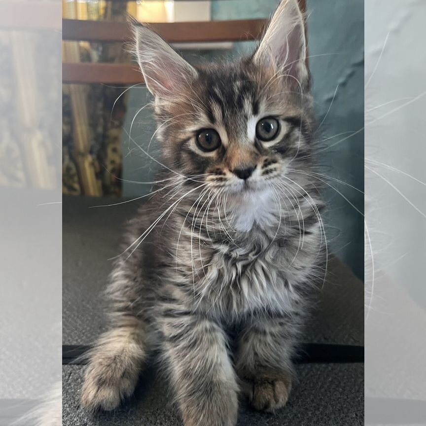 Мейн-кун котёнок