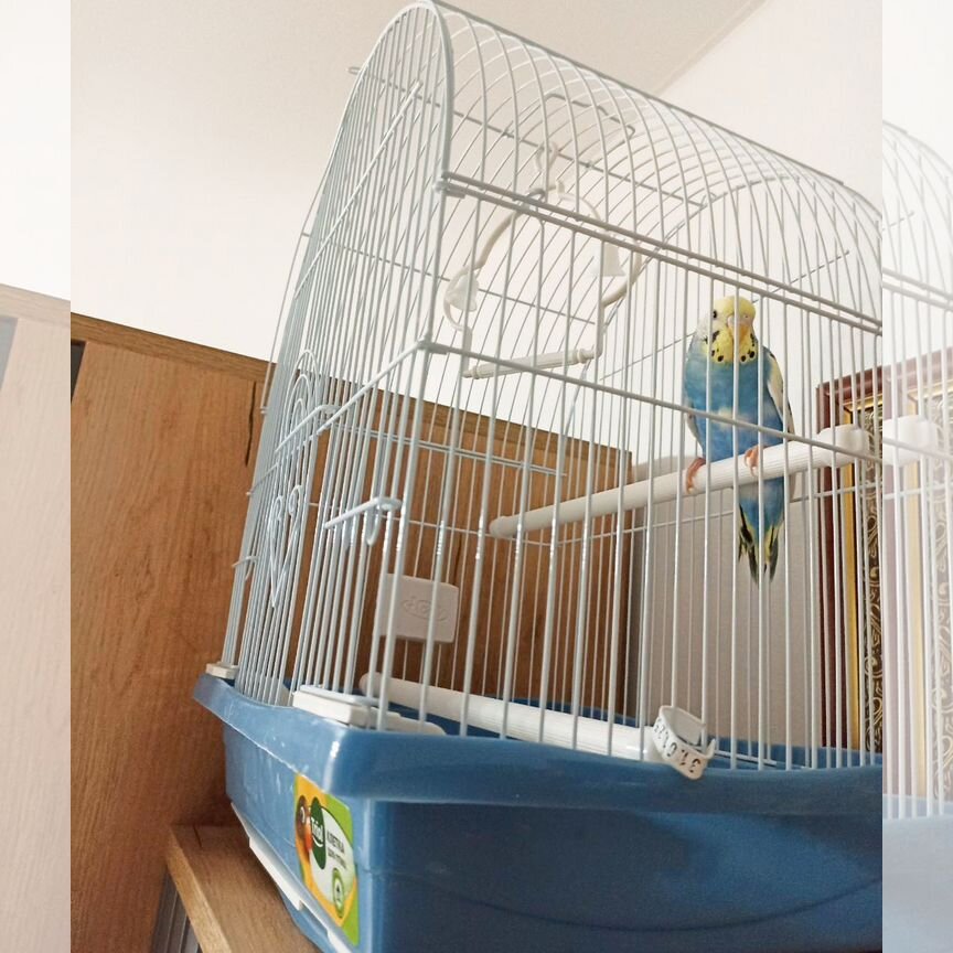 Волнистый попугай с клеткой