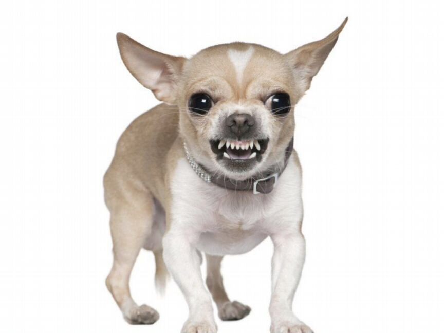 Щенки чихуахуа мини