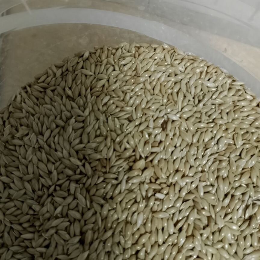 Канареечное семя