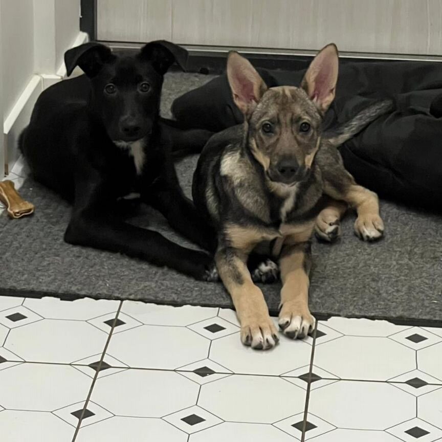 Щенки верные компаньоны