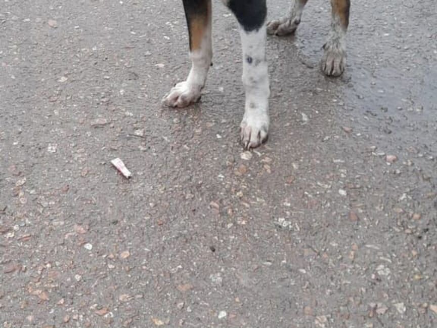 Щенок в добрые руки