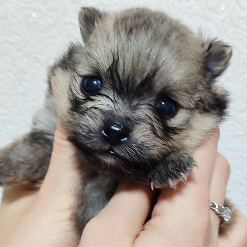 Померанский шпиц, щенок