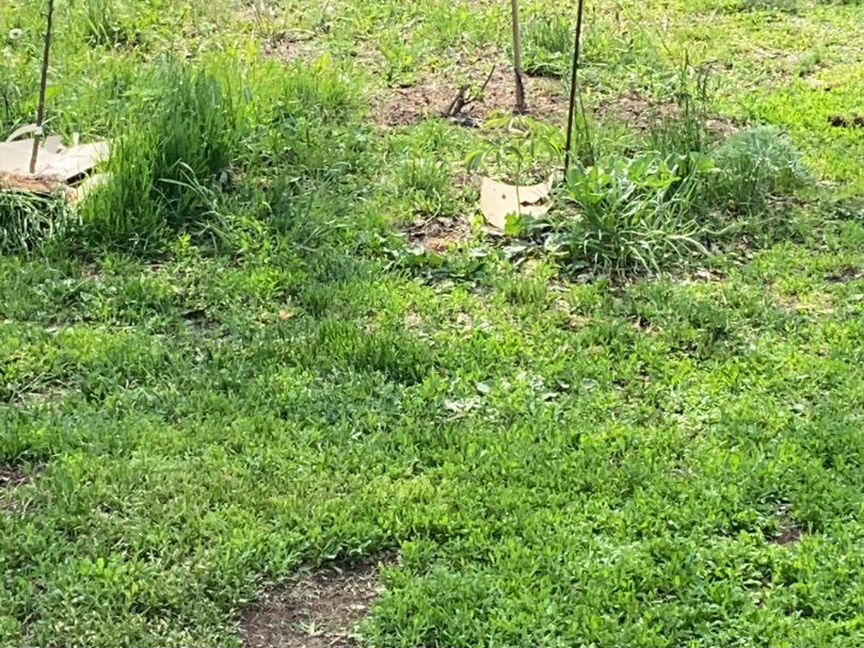 Петушки 2 штуки молодые белефельдер