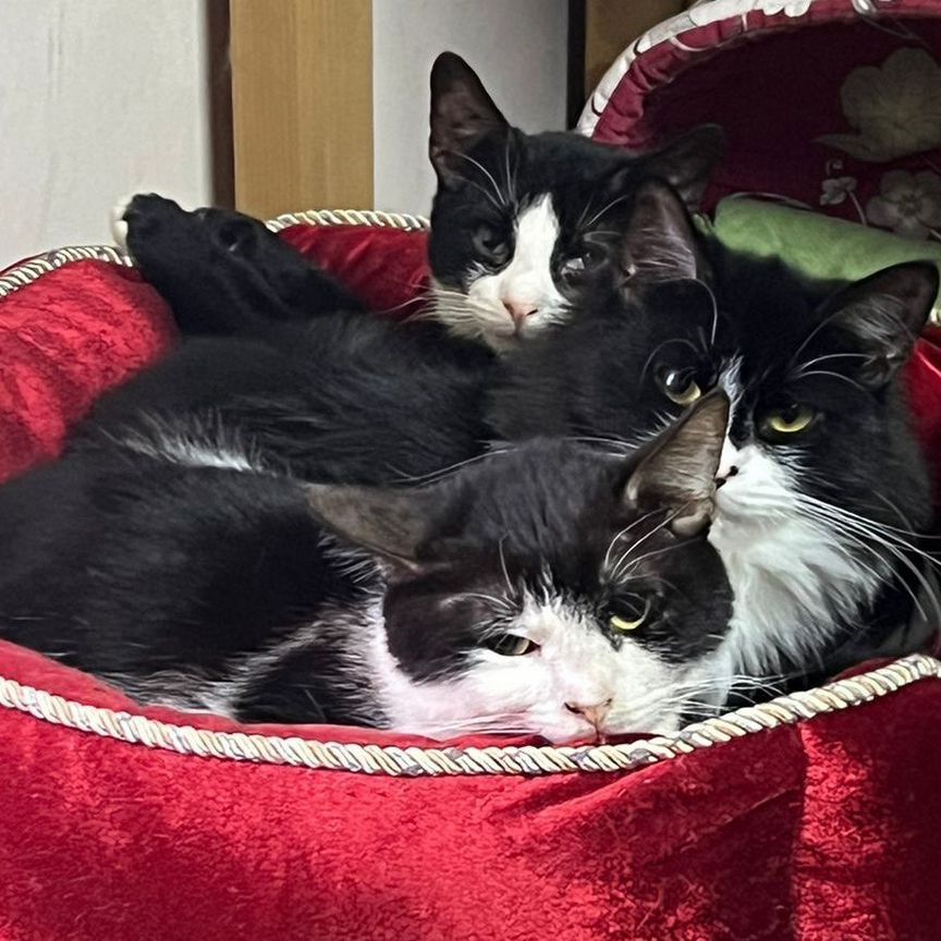 Добрых котов усыпят, ТК они не нужны.ишут дом