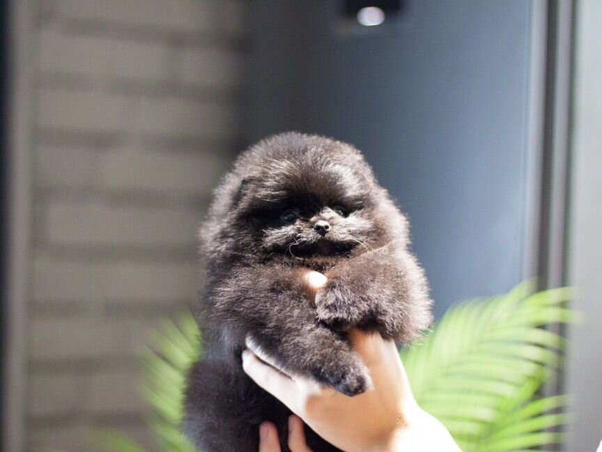 Мини куколка шпиц