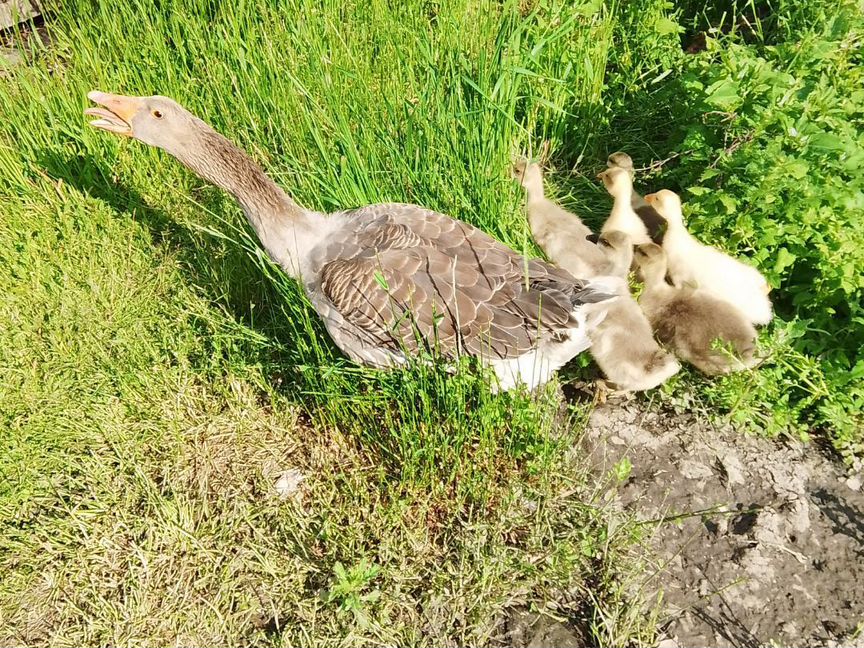Гусята с гусыней