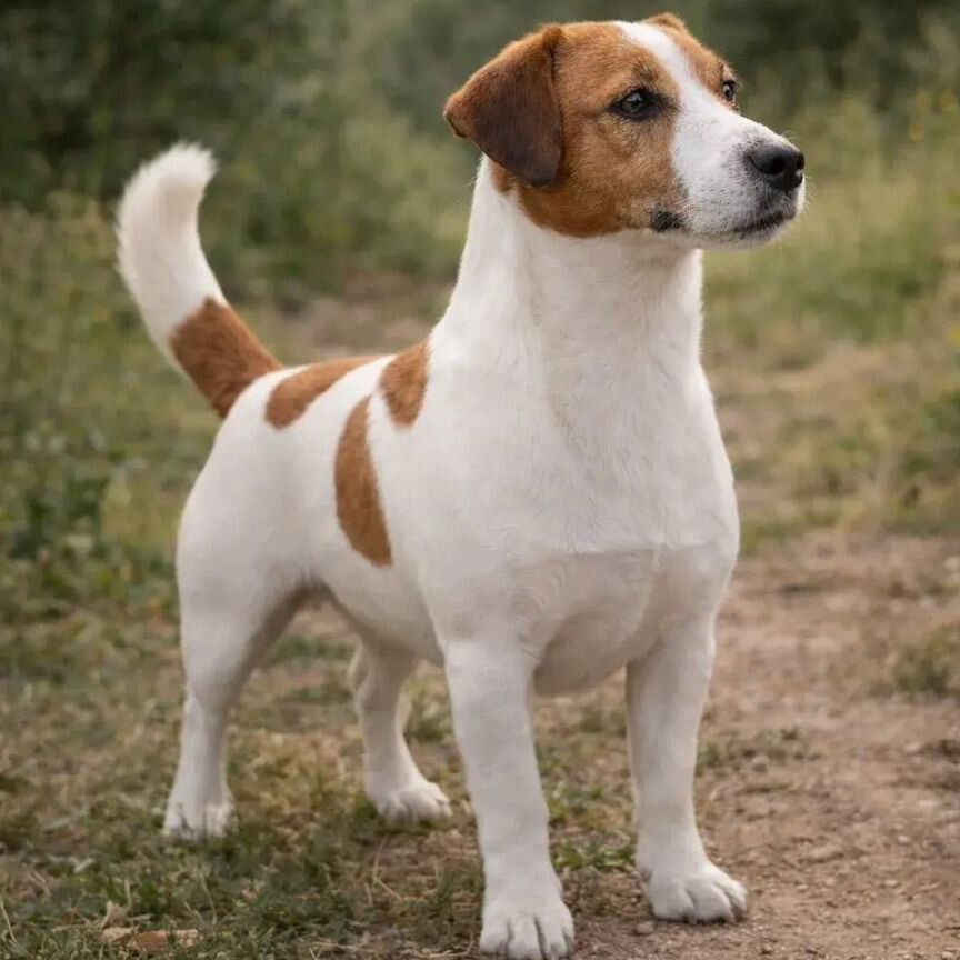 Джек-рассел-терьер, взрослый пёс