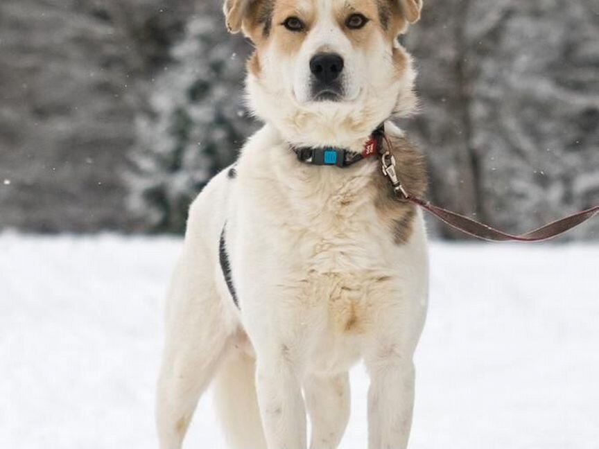 Собака в добрые руки отдам бесплатно