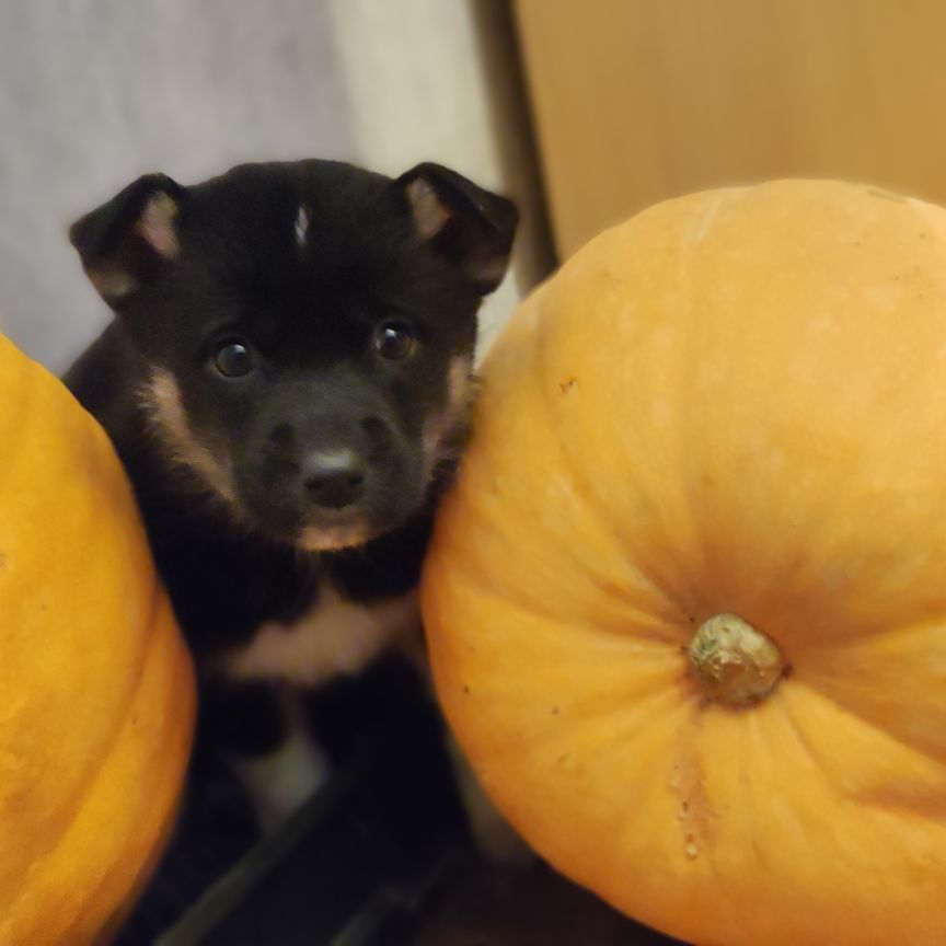 Чудесная девчулечка-щенулечка