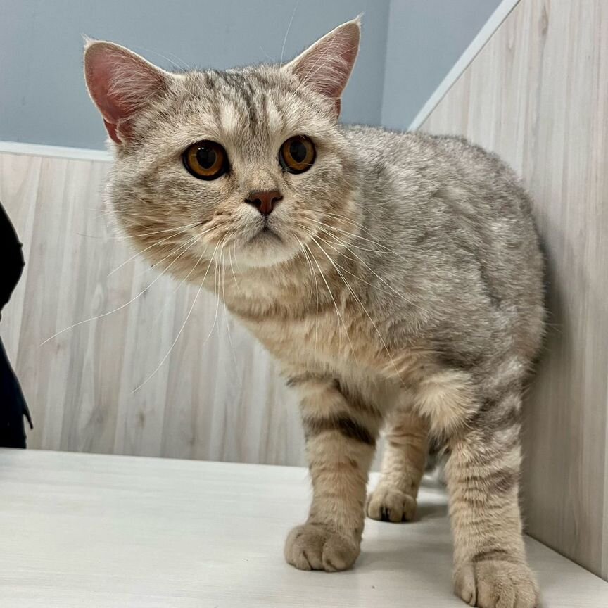 Британский короткошёрстный, взрослый кот