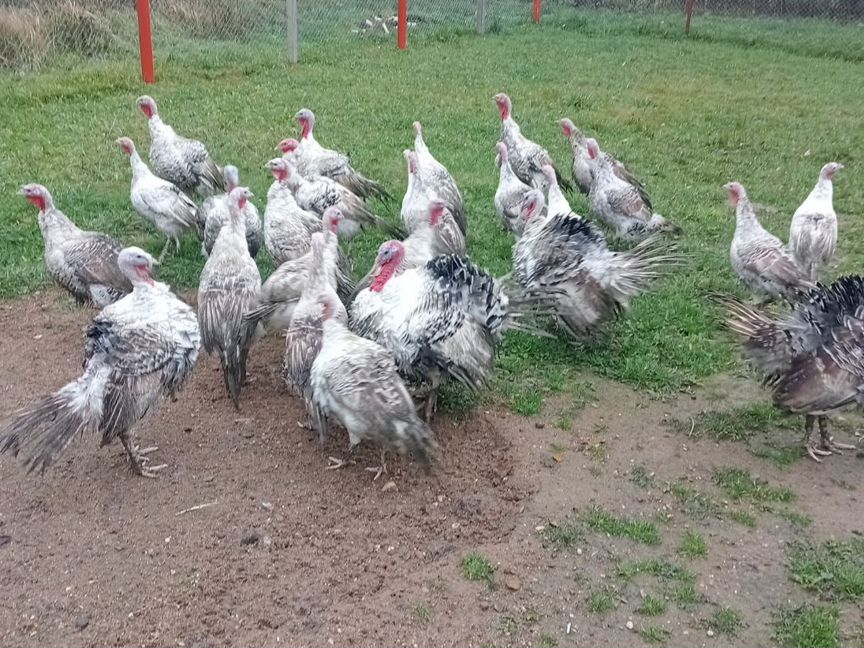 Индюки бронза