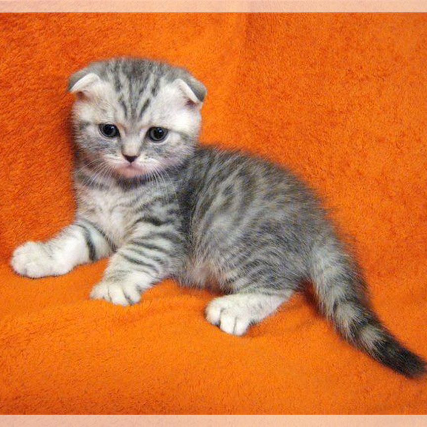 Шотландские вислоухие котята