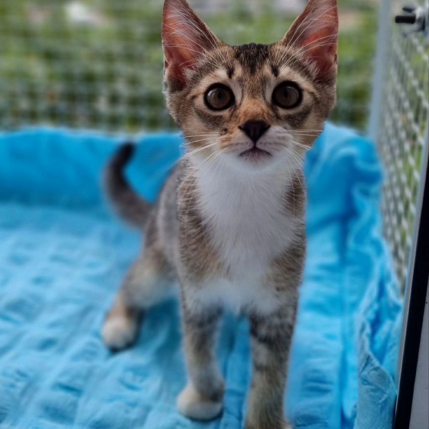 Ласковый веселый котенок от абиссинской кошки