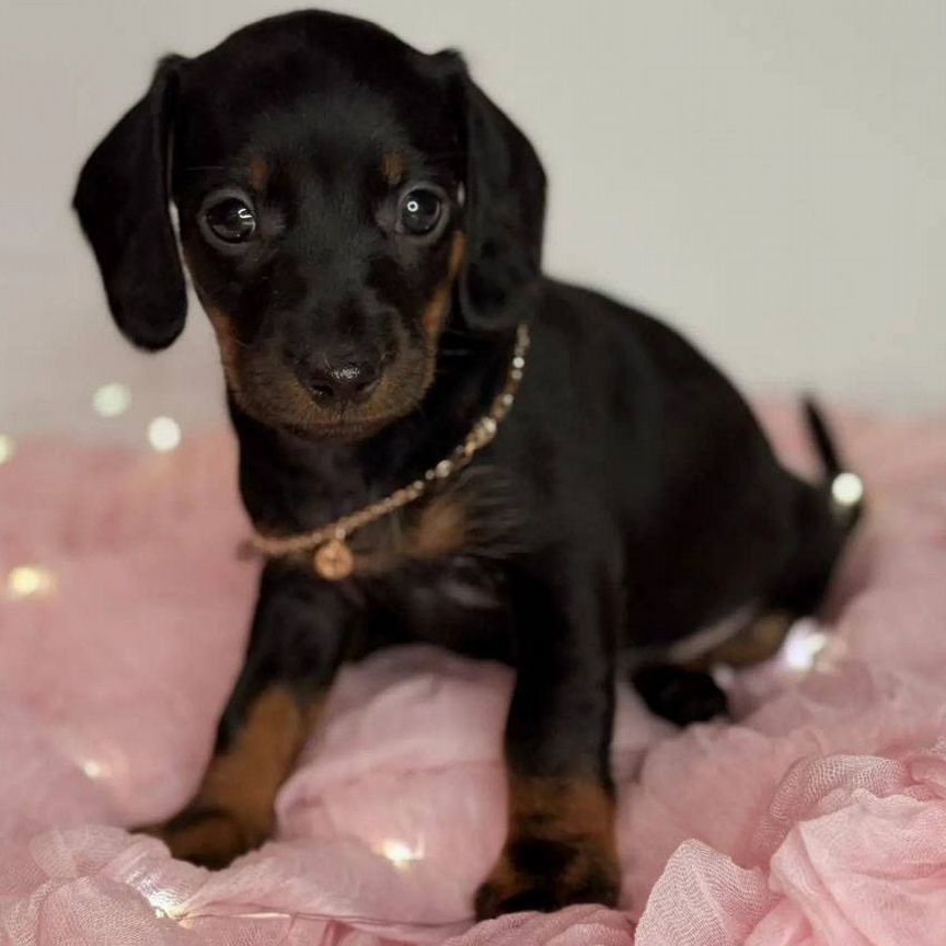 Карликовая такса, щенок