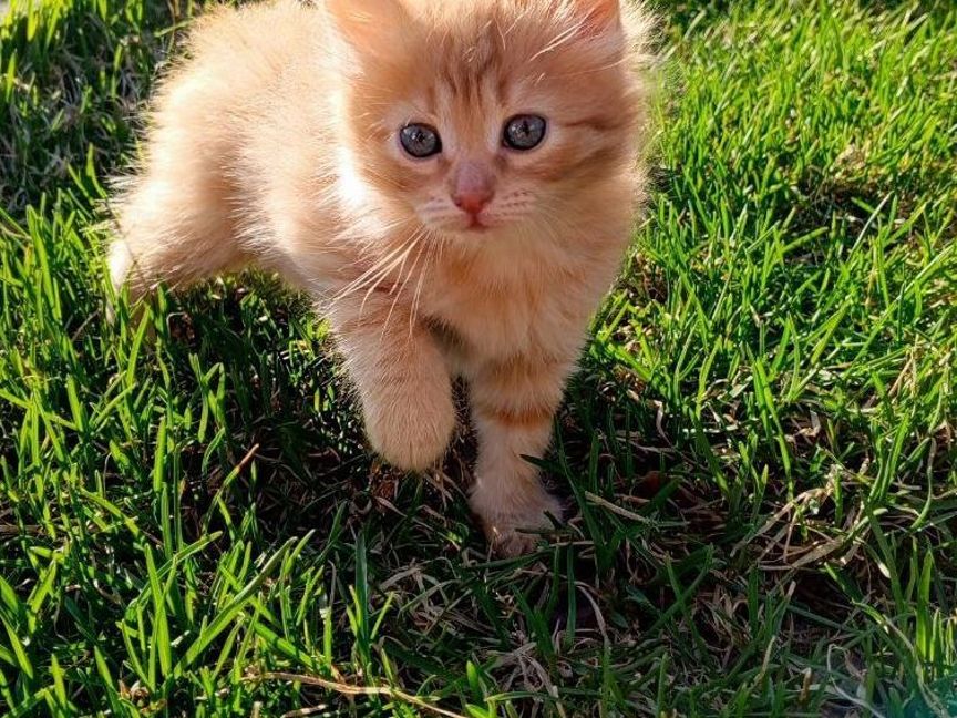 Рыжий котёнок в добрые руки