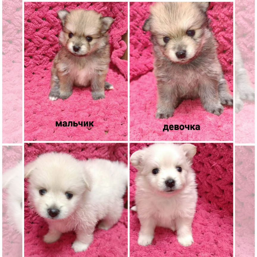 Маленькие очаровашки