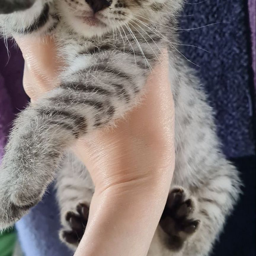 Британская