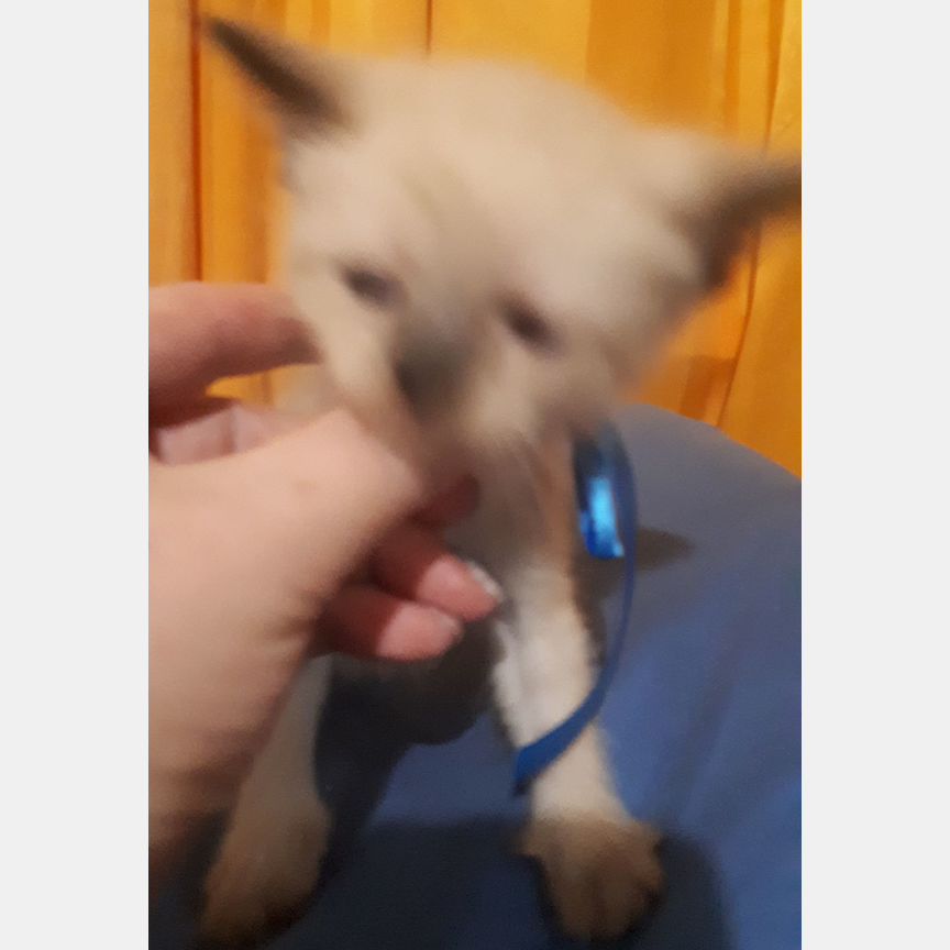 Отдам в добрые руки котята мальчики 1 месяц