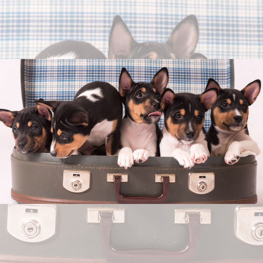 Щенки басенджи