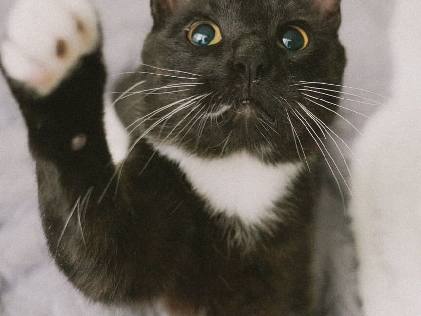 Котик Марик в добрые руки
