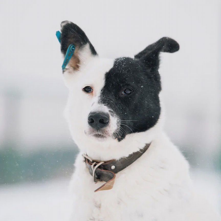 Пёс с маской Бим ищет свой дом