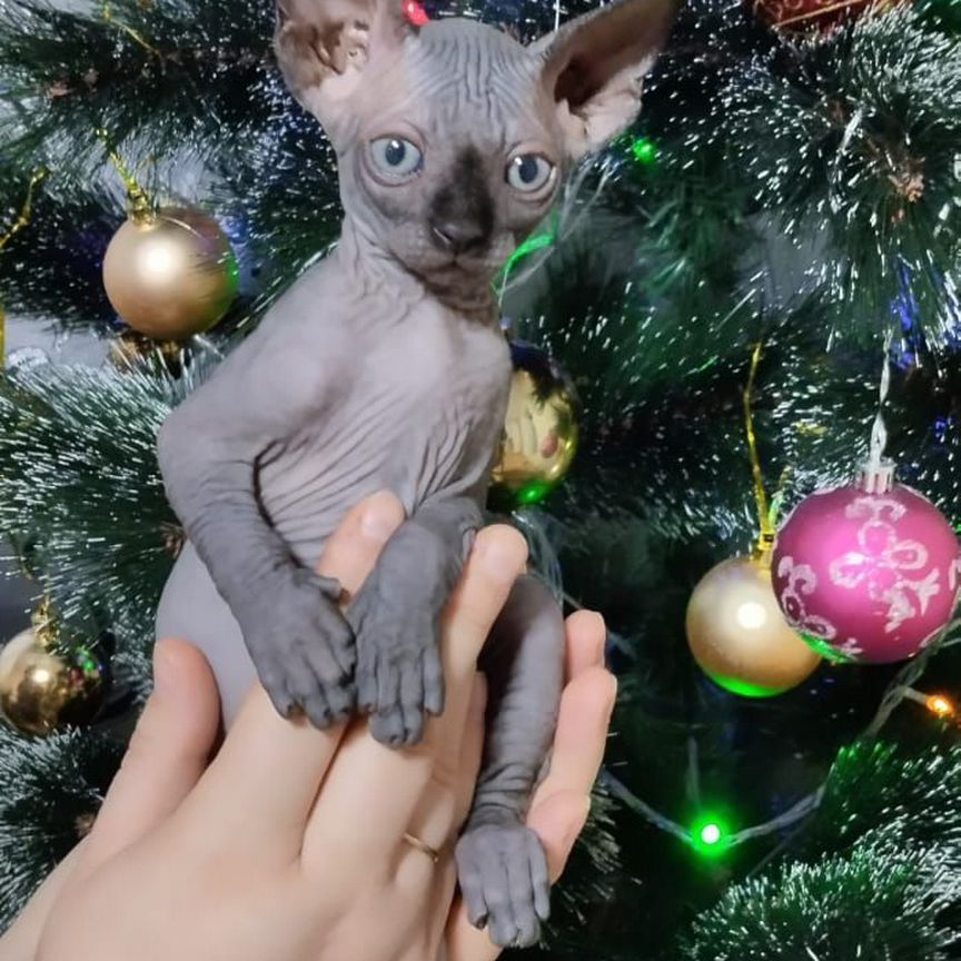 Канадский сфинкс