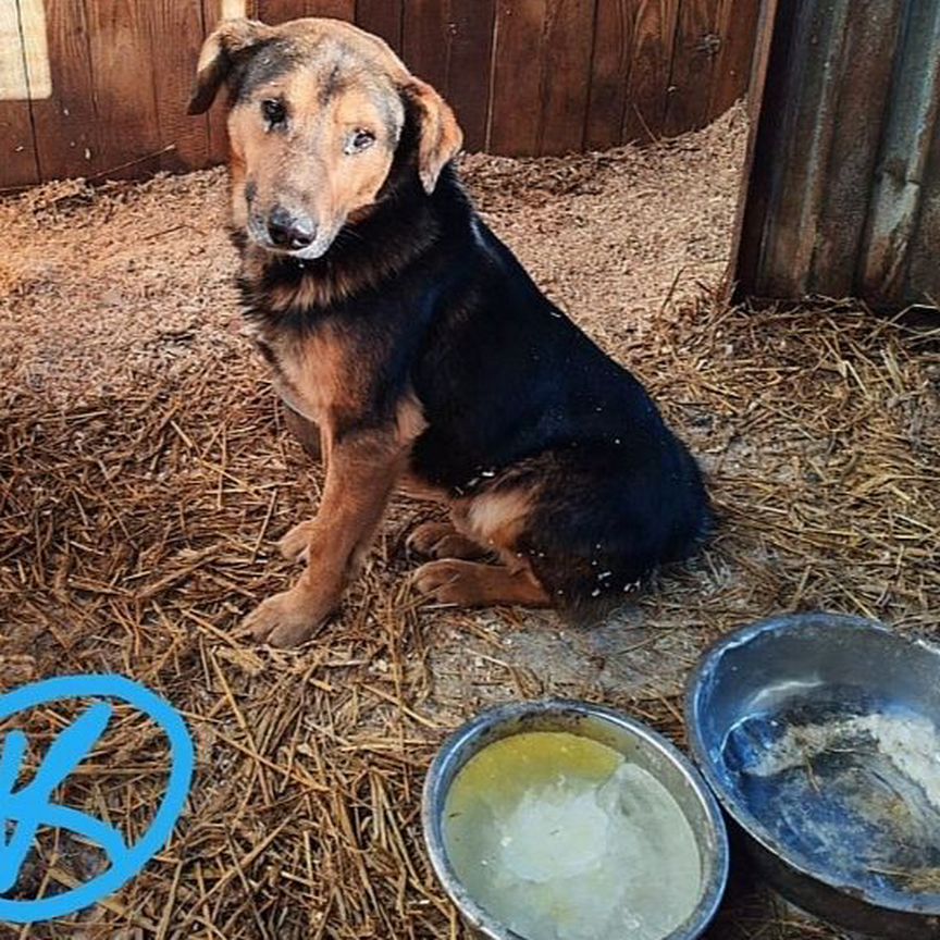 Взрослый пёс в добрые руки