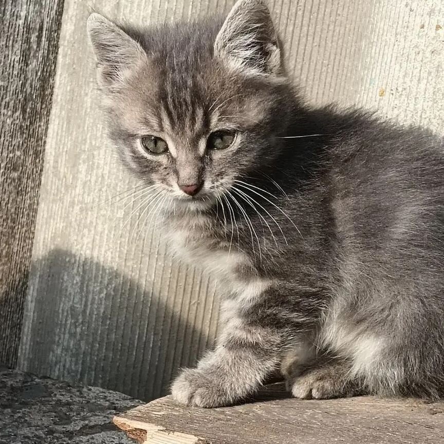 Котёнок в добрые руки