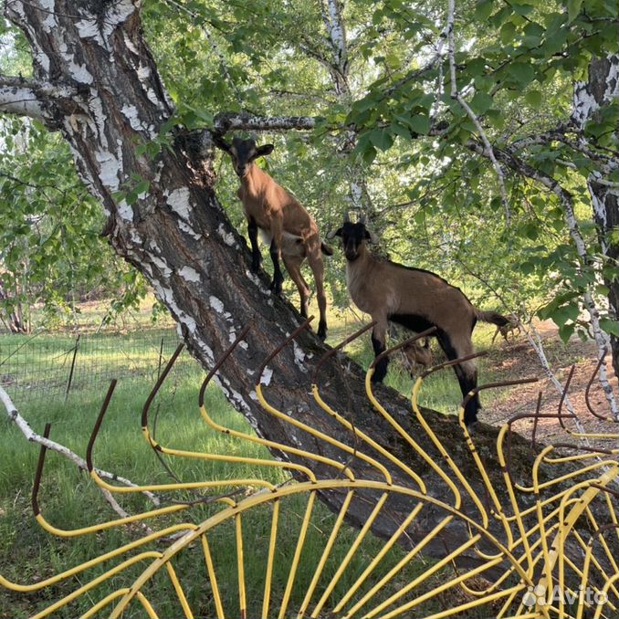 Чешский козел