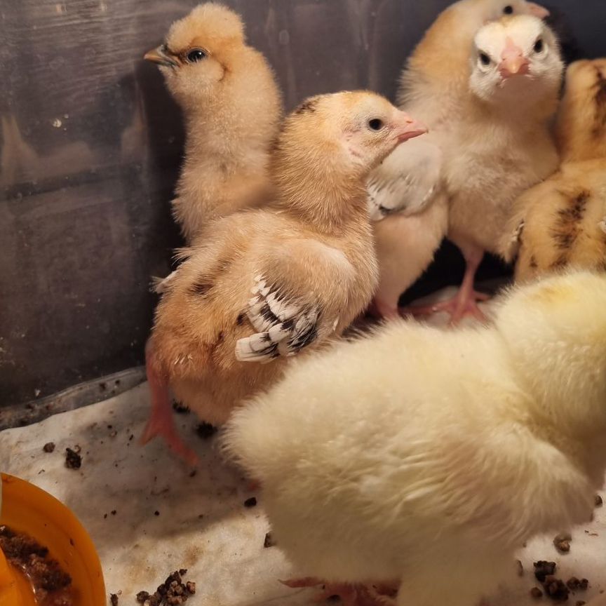 Цыплята породы корниш