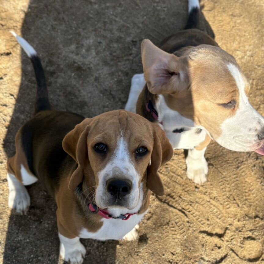 Бигль, щенок