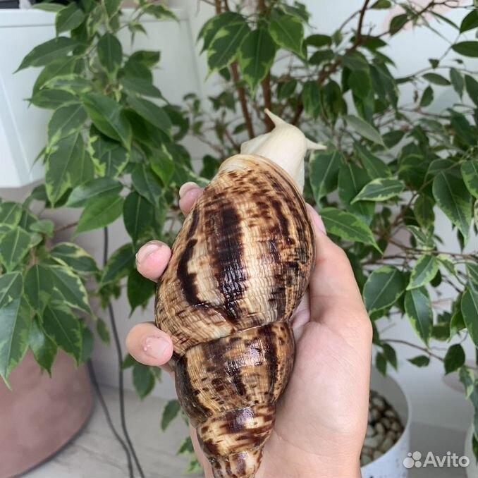 Улитки ахатины альбиносы