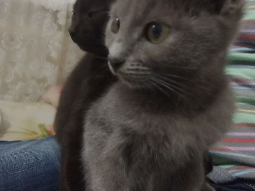 Кошечки в добрые руки