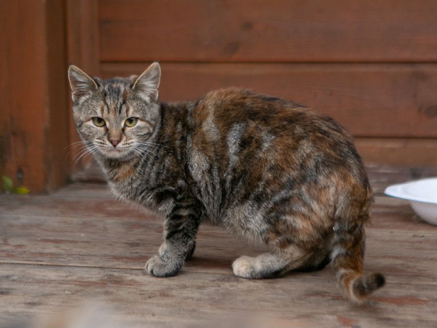 Котенок 4.5 месяца