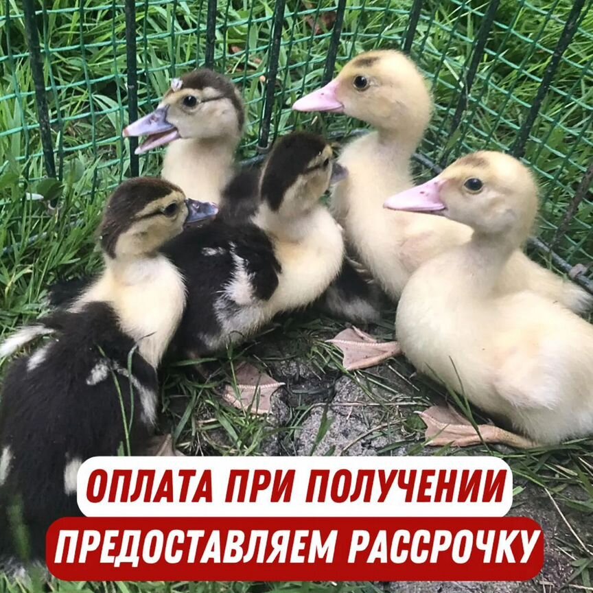 Утята муларды оптом от 50 шт. доставка бесплатная