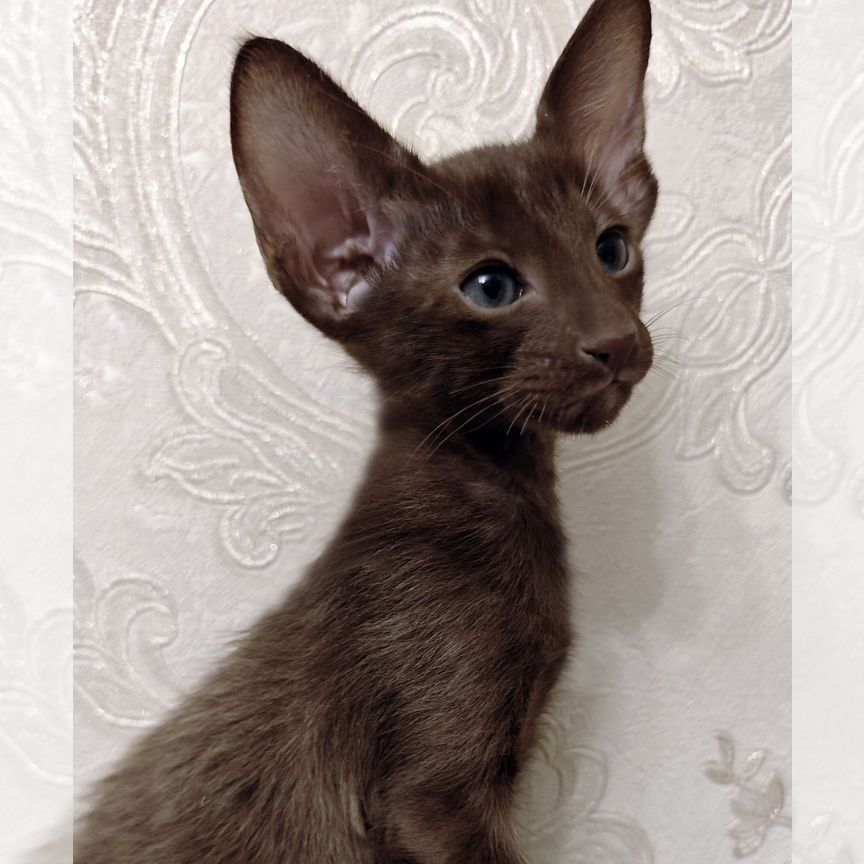 Ориентальный котёнок