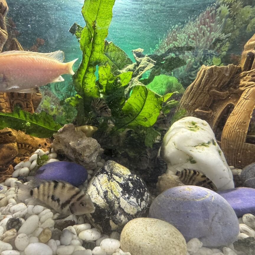 Цихлиды чернополосые