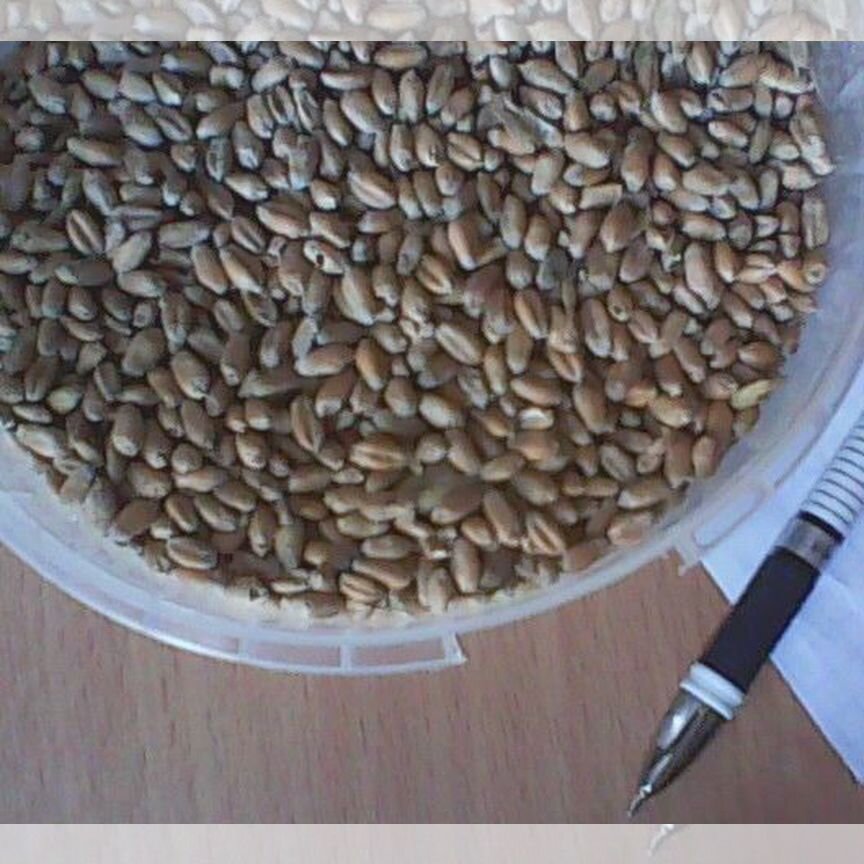 Зерно пшеница