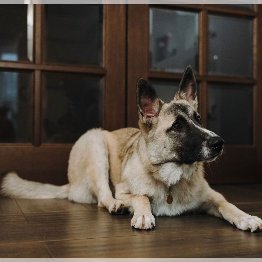 Взрослый пёс в добрые руки