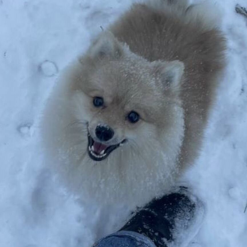 Померанский шпиц, взрослый пёс