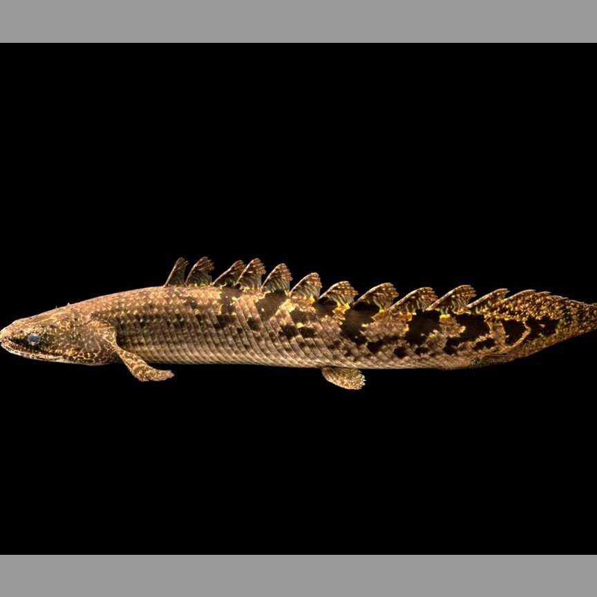 Полиптерус Дельгези